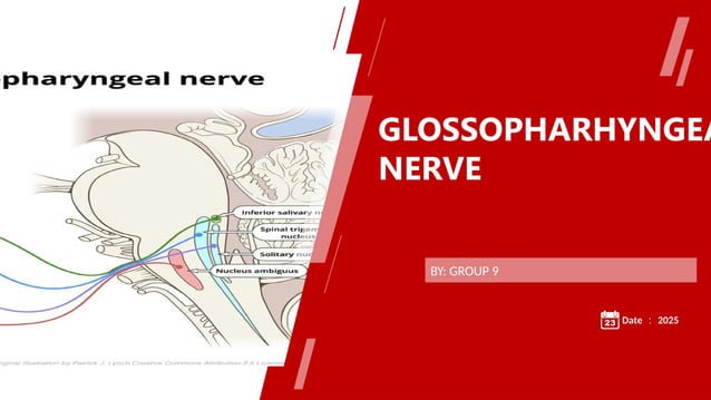Glossopharyngeal Nerve: Anatomy, Function & Clinical Significance. IX Cranial Nerve Pathways ...