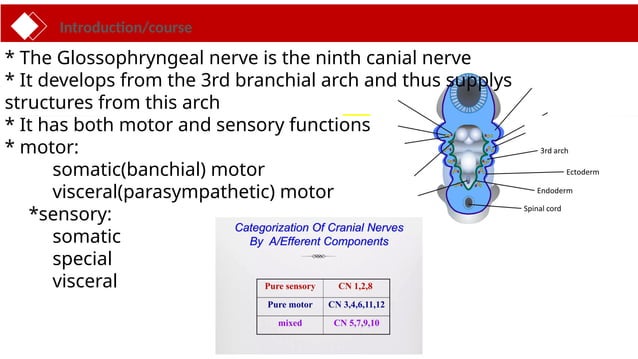 Glossopharyngeal Nerve: Anatomy, Function & Clinical Significance. IX ...