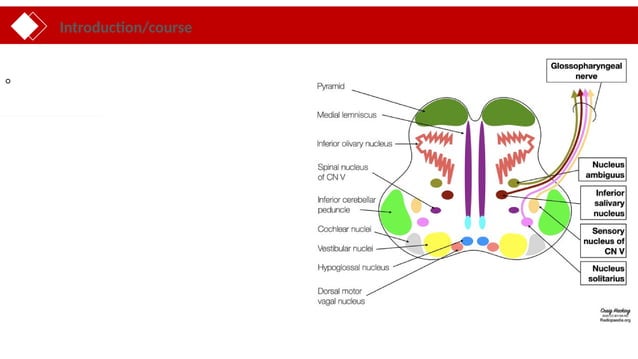 Glossopharyngeal Nerve: Anatomy, Function & Clinical Significance. IX ...