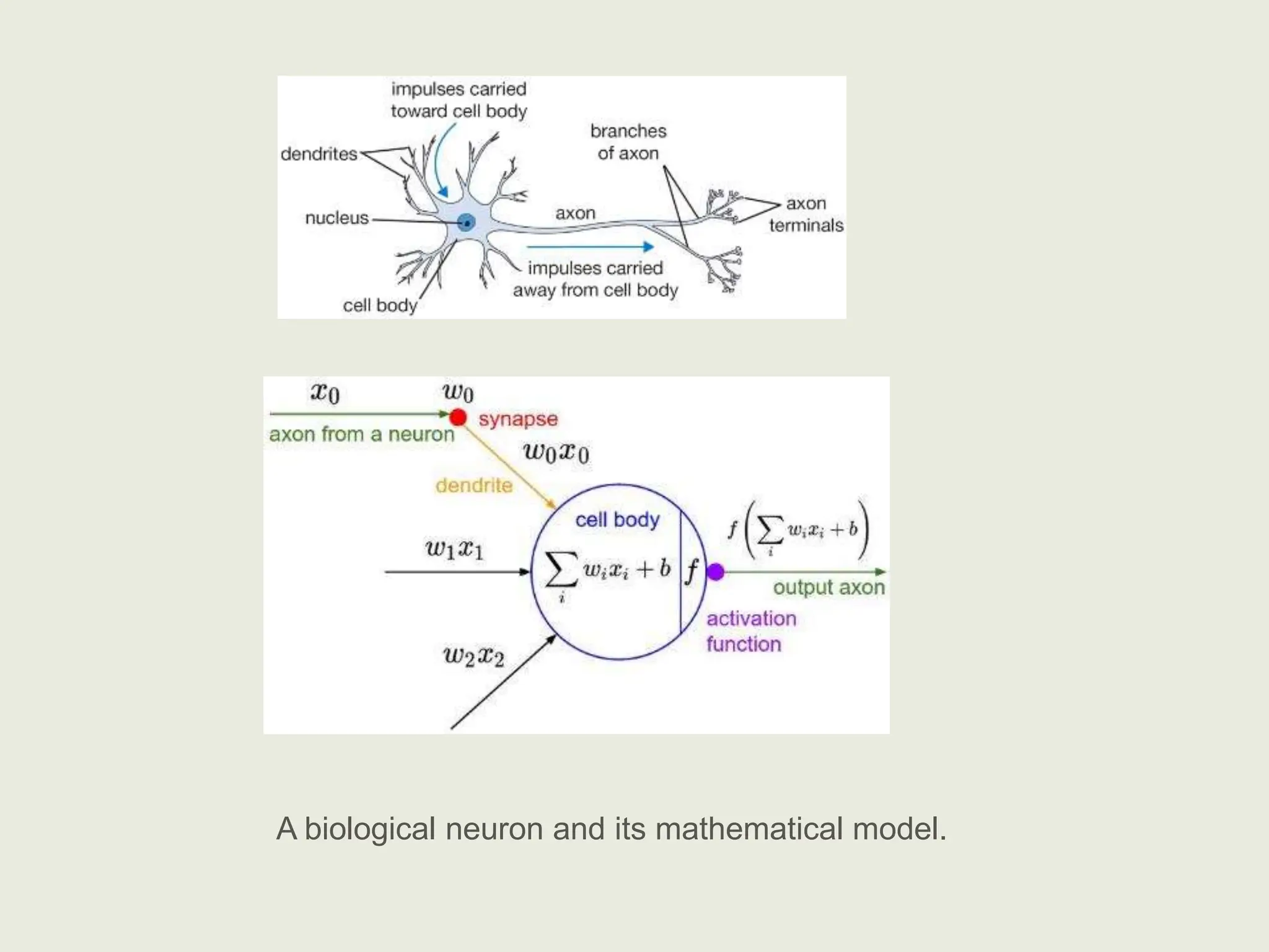 cnn.pptx Convolutional neural network used for image classication | PPT