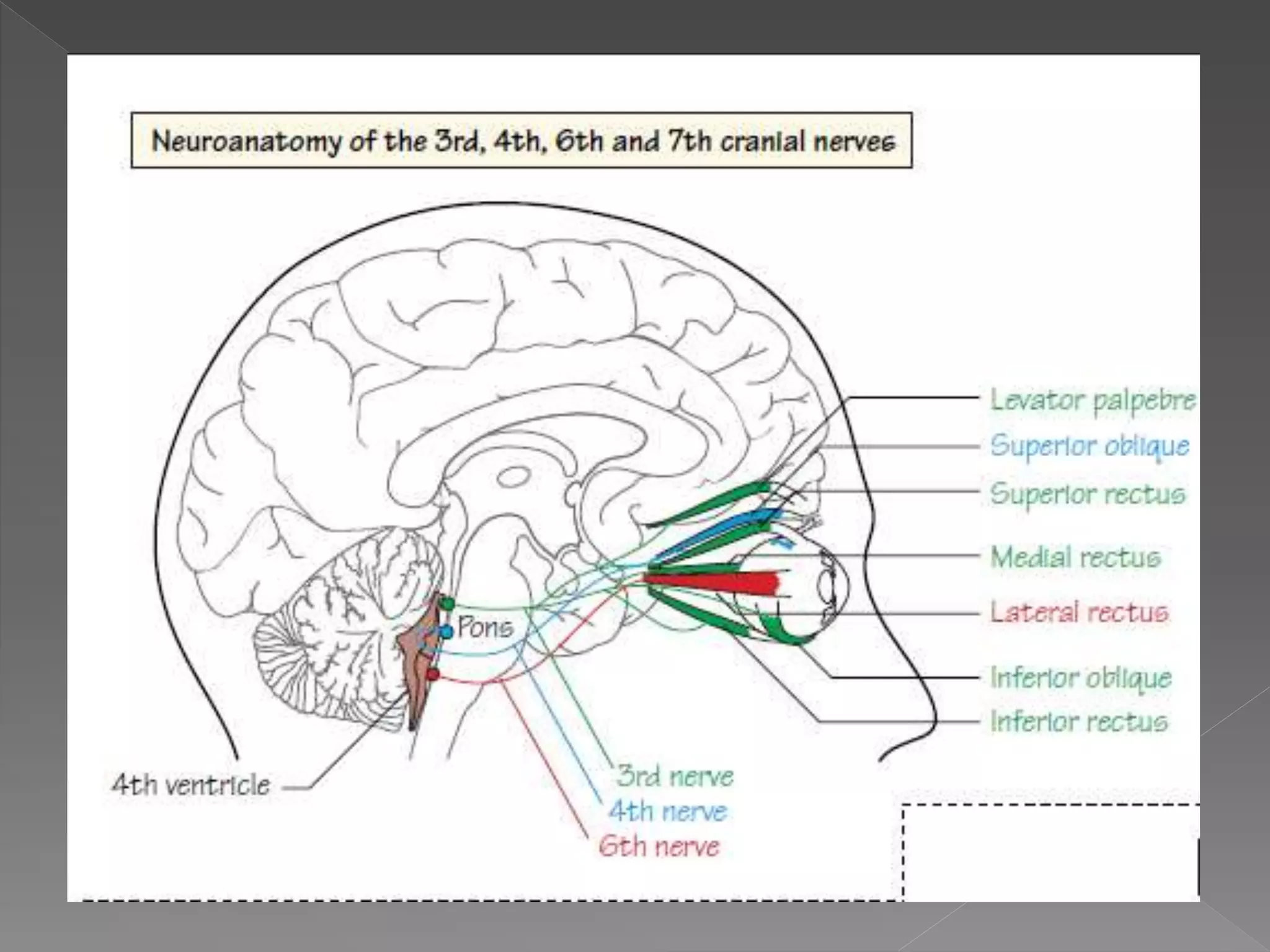 3rd, 4th, & 6th cranial nerve palsy | PPTX
