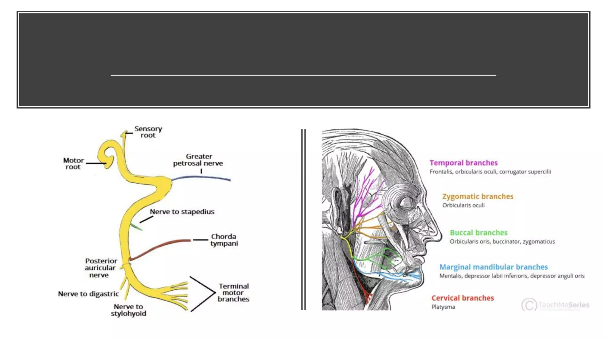 CN Pathways.pptx