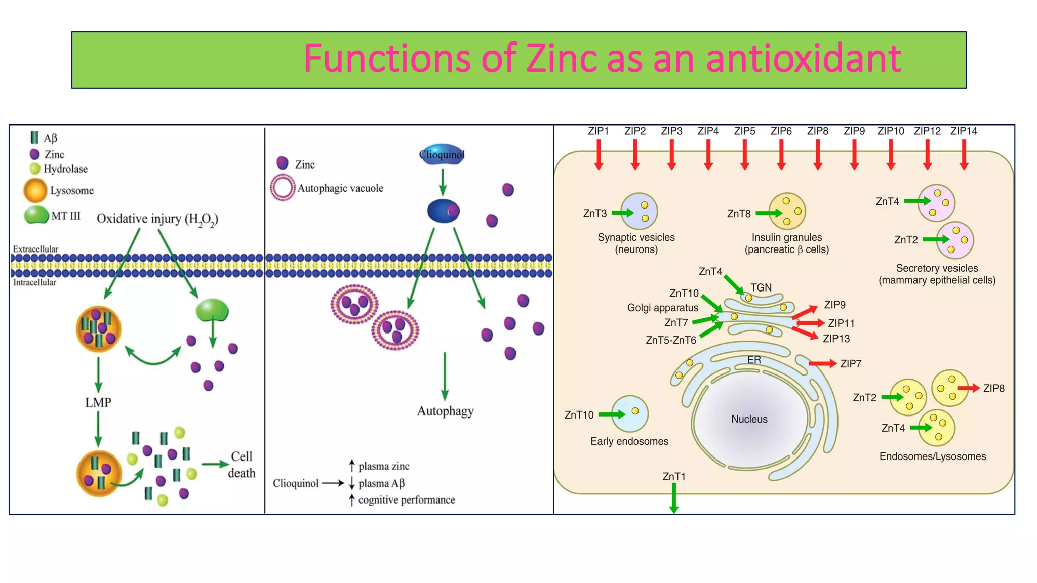 Metabolism of zinc and its clinical significance | PDF