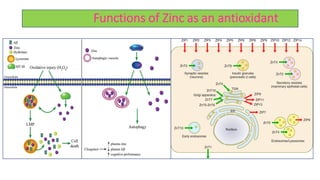 Metabolism of zinc and its clinical significance | PDF