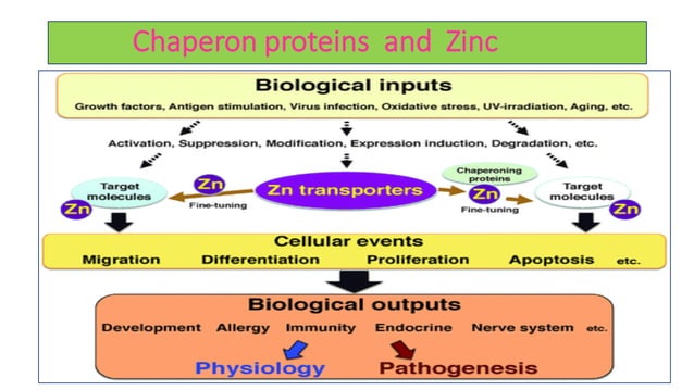 Metabolism of zinc and its clinical significance | PDF