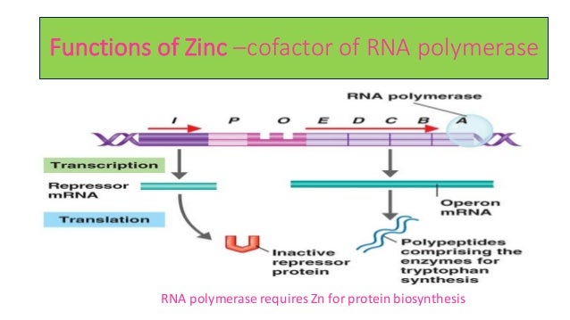Metabolism of zinc and its clinical significance