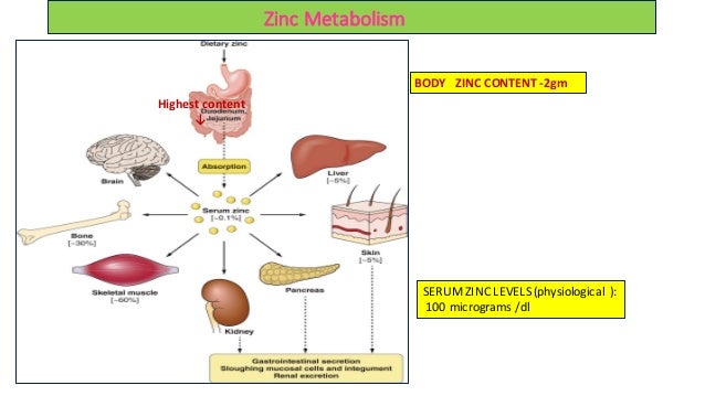 Metabolism of zinc and its clinical significance