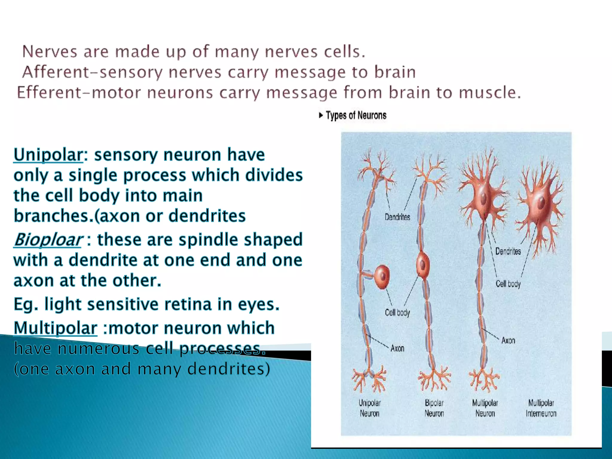 CENTRAL NERVOUS SYSTEM : EXERCISE PHYSIOLOGY | PPTX