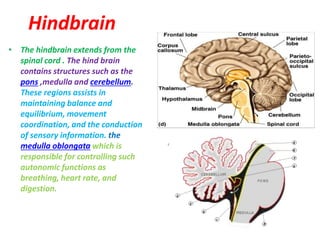 CENTRAL NERVOUS SYSTEM : EXERCISE PHYSIOLOGY | PPTX