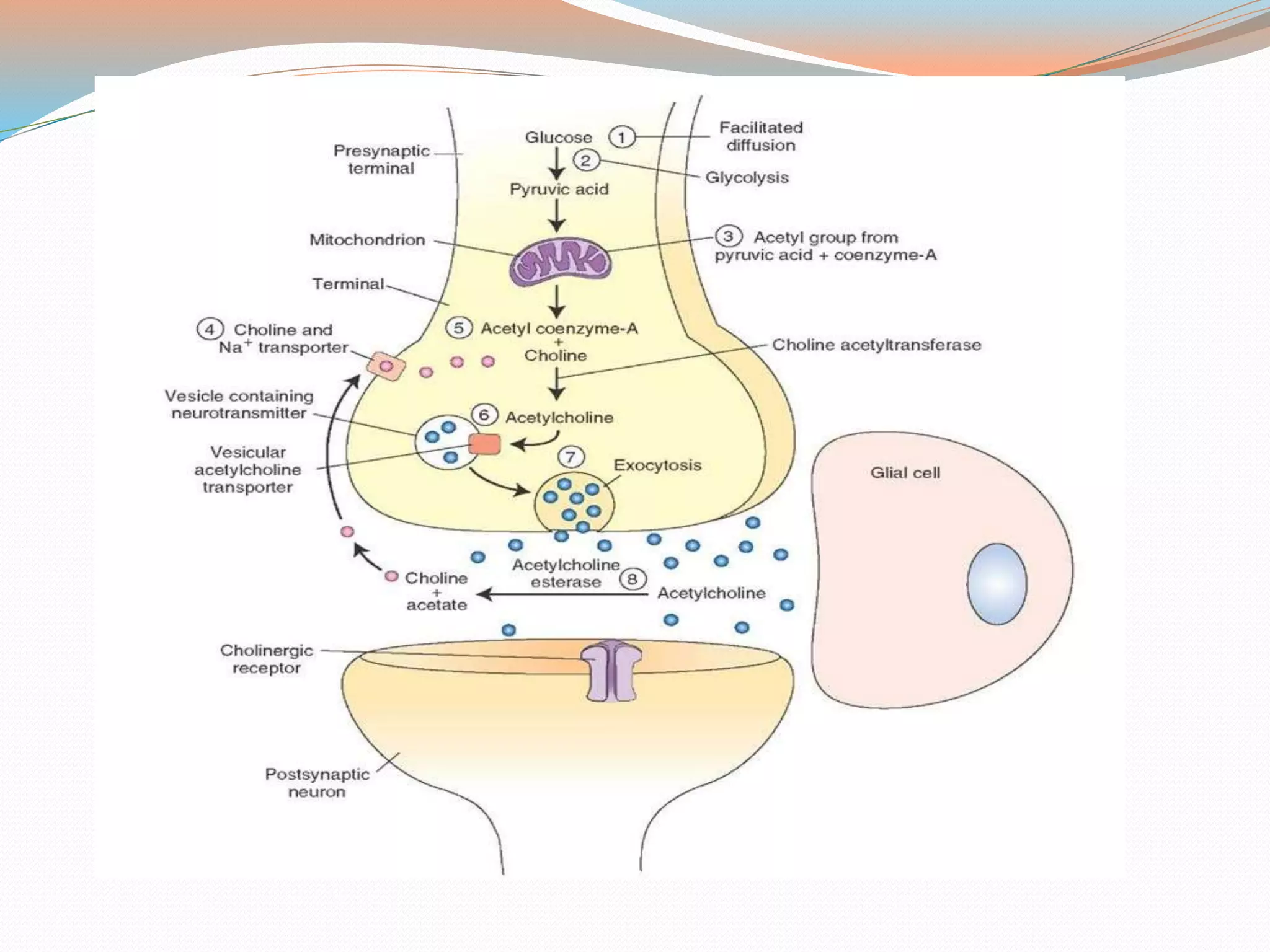 Neurohumoral transission in CNS | PPTX