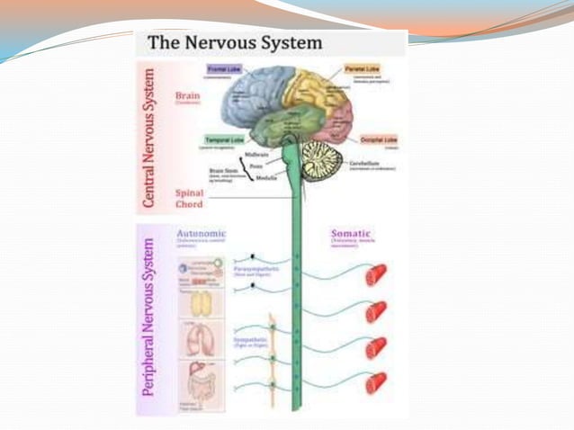 Neurohumoral transission in CNS | PPTX