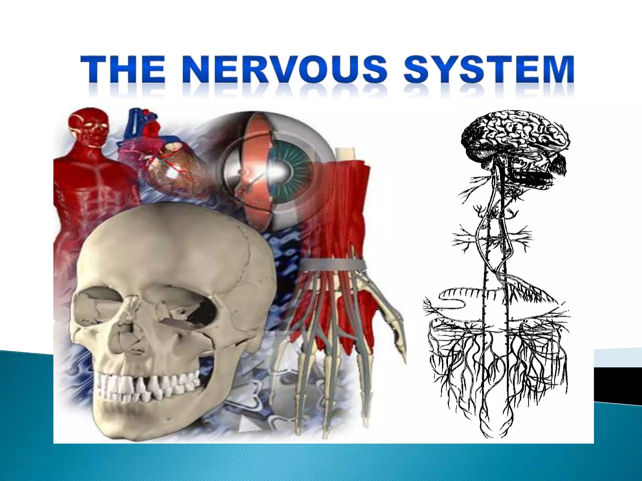 Central Nervous System | PPT