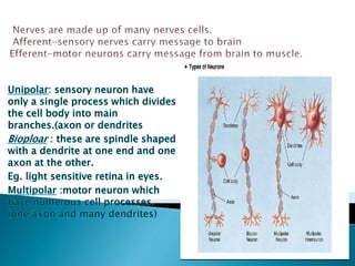 Central Nervous System | PPTX