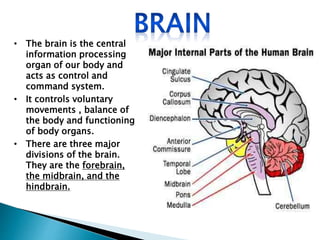 Central Nervous System | PPT