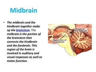 Central Nervous System | PPT