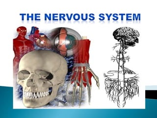 Central Nervous System | PPT