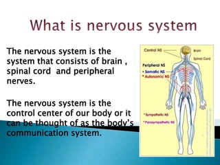 Central Nervous System | PPTX