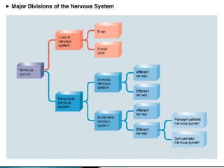Central Nervous System | PPT