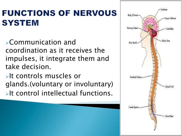Central Nervous System | PPT