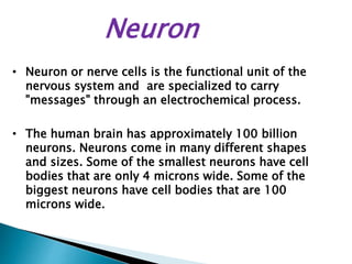 Central Nervous System | PPT