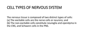 Central Nerves System | PDF