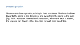 Central Nerves System | PPT