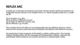 Central Nerves System | PPT