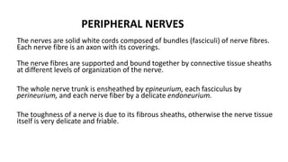 Central Nerves System | PDF