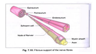 Central Nerves System | PDF