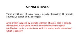 Central Nerves System | PPT