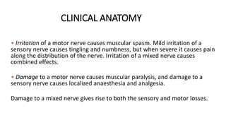 Central Nerves System | PDF