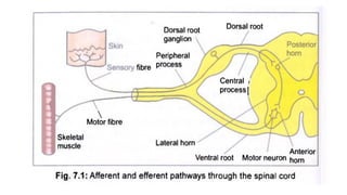 Central Nerves System | PPT