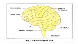 Central Nerves System | PPT