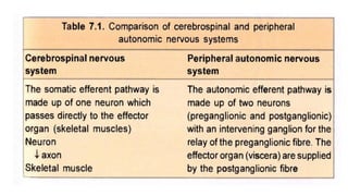 Central Nerves System | PPT