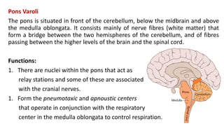 CNS | PPTX | Brain and Nervous System Disorders | Diseases and Conditions