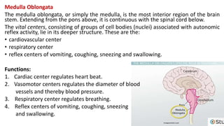 CNS | PPTX | Brain and Nervous System Disorders | Diseases and Conditions