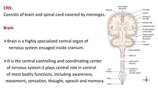 CNS | PPTX