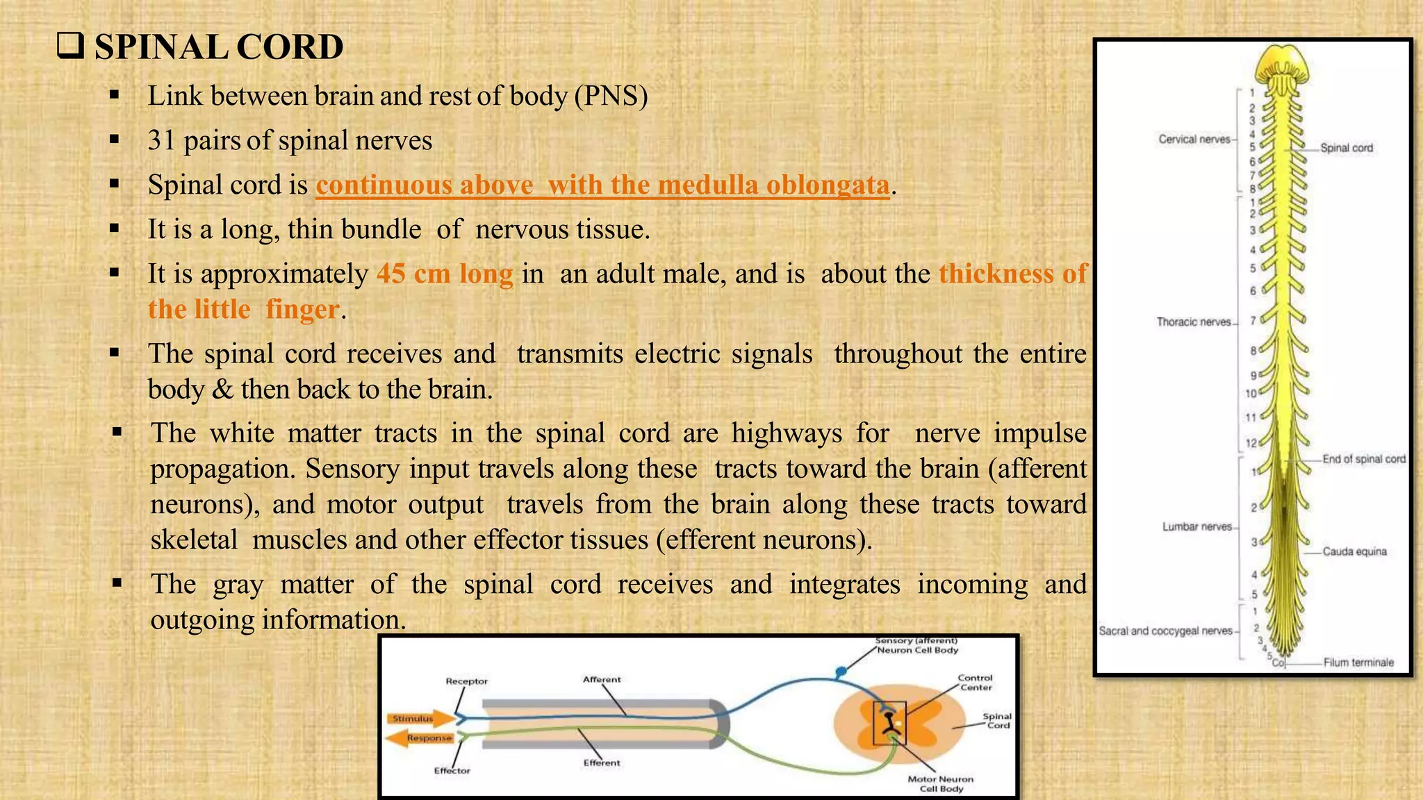 Central Nervous System | PPTX