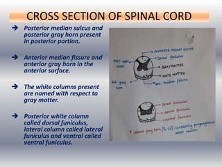 CNS; VERTEBRAL COLUMN, SPINAL CORD | PPTX