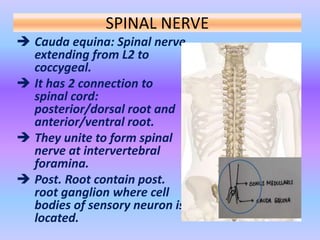 CNS; VERTEBRAL COLUMN, SPINAL CORD | PPT