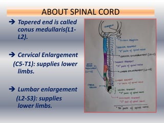 CNS; VERTEBRAL COLUMN, SPINAL CORD | PPTX
