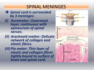 CNS; VERTEBRAL COLUMN, SPINAL CORD | PPTX | Death, Injury, or Military ...
