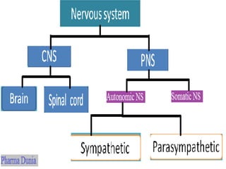 Cns | PPTX