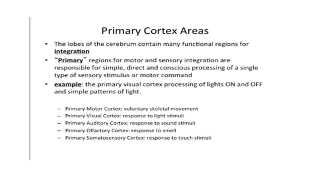 Cns | PPT | Free Download