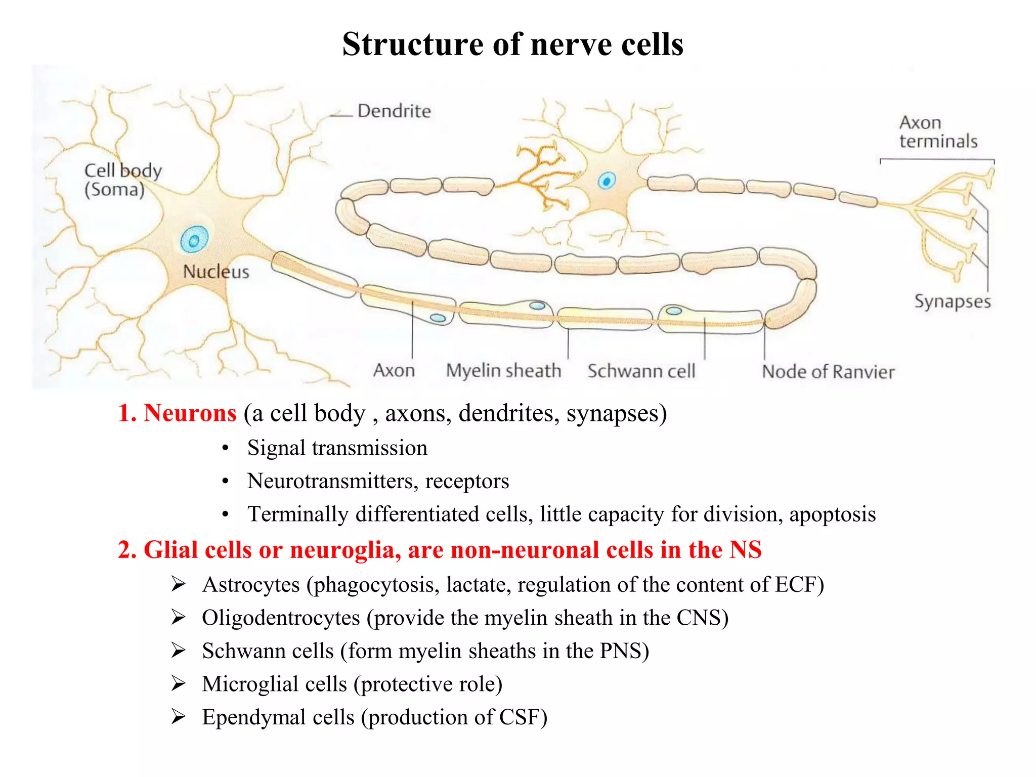 CNS.ppt