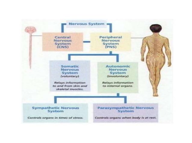 CNS.ppt | Endocrine and Metabolic Diseases | Diseases and Conditions