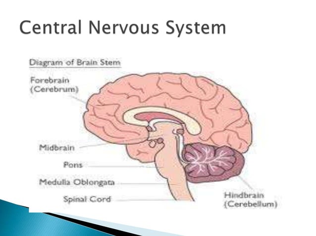 CNS.ppt