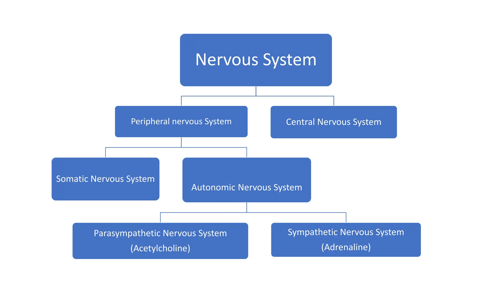 Drugs Acting on Central Nervous System. | PPTX
