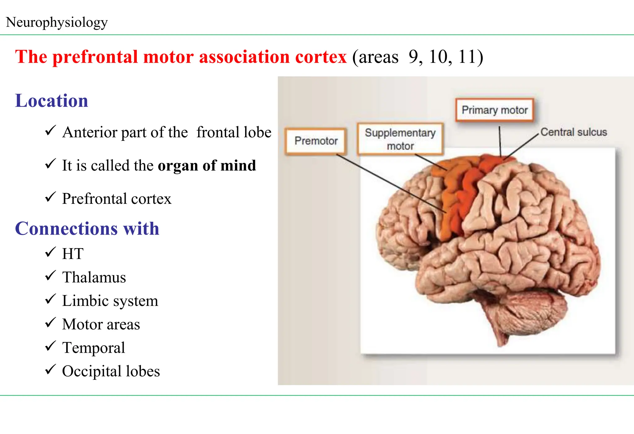 Central nervous system detail power point | PPT
