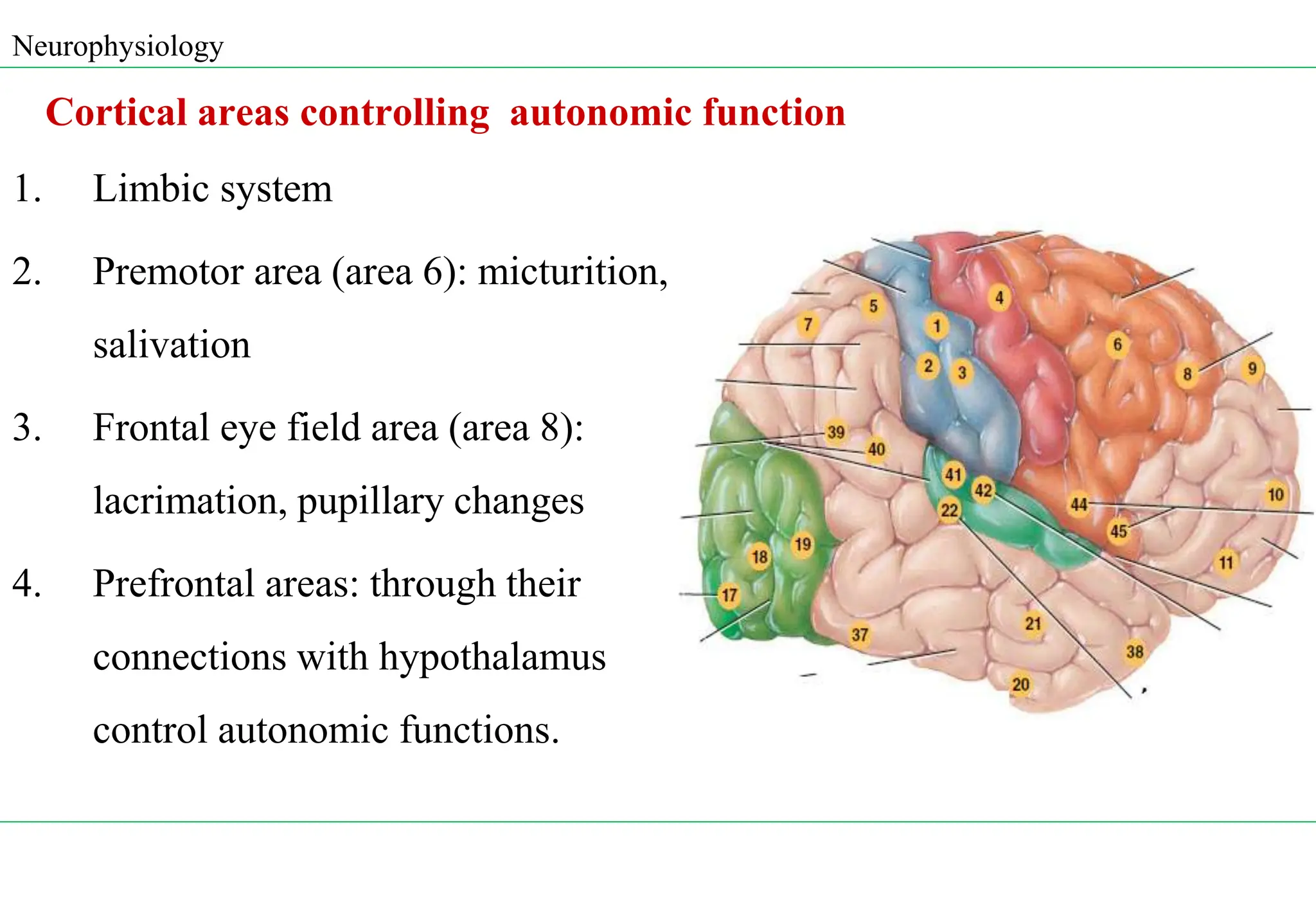Central nervous system detail power point | PPT